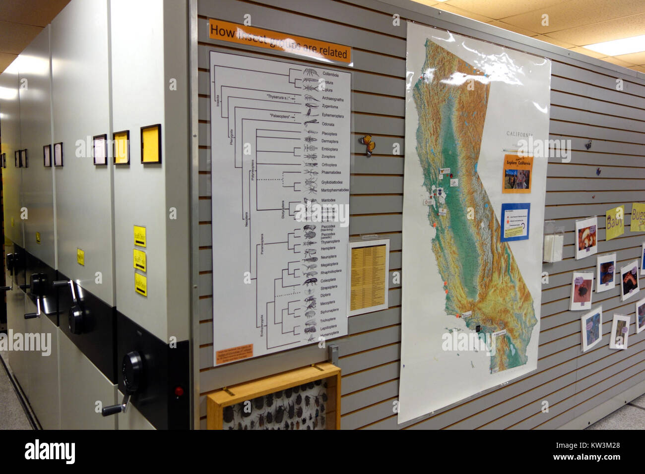 The Bohart Museum of Entomology at the University of California, Davis ...