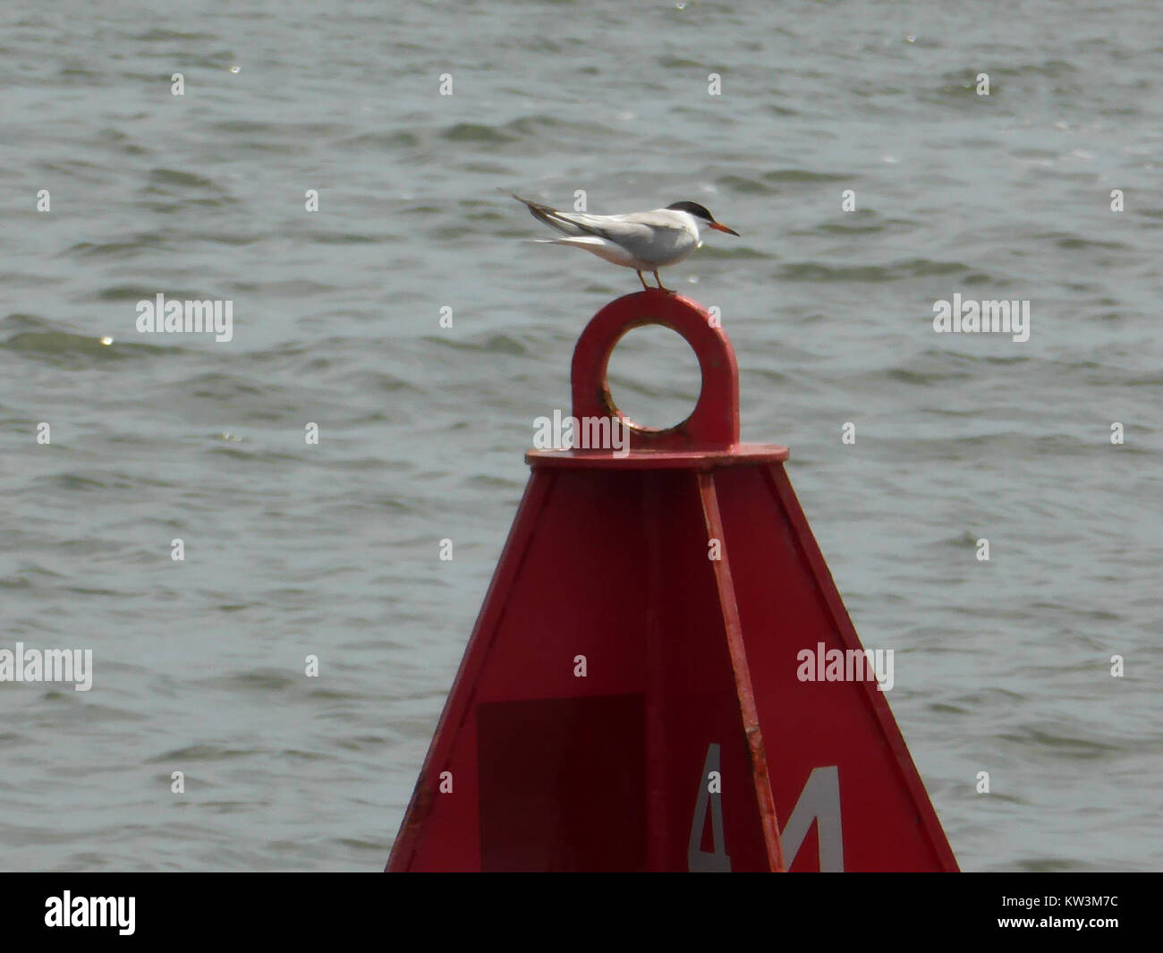 This image shows a bird in New York City, highlighting the urban ...