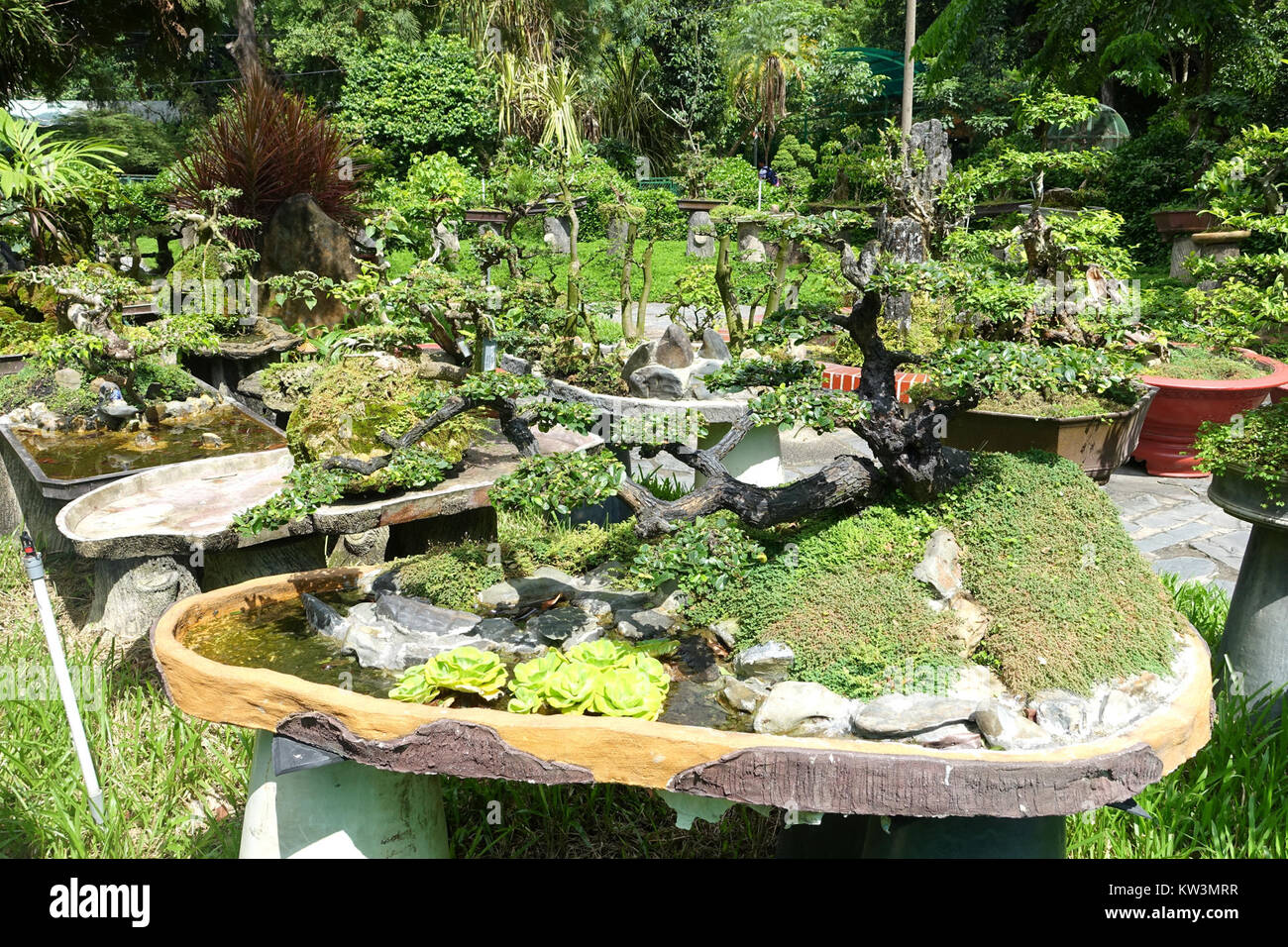 This image captures a bonsai display at the Saigon Zoo and Botanical ...