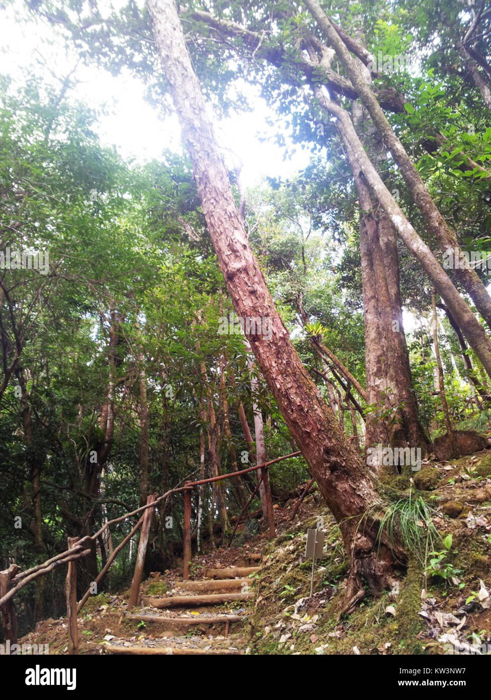 Psiloxylon mauritianum hi-res stock photography and images - Alamy
