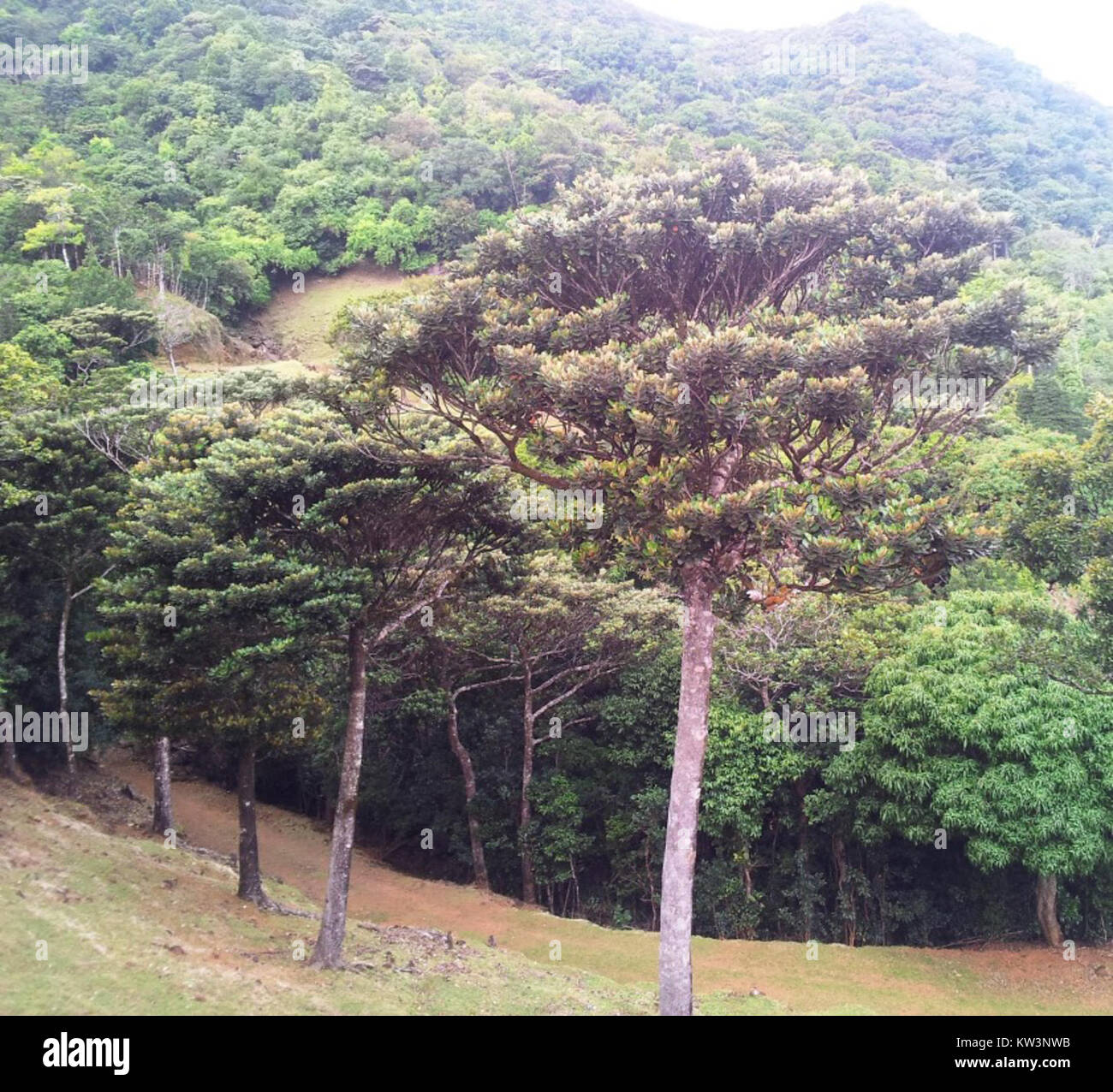 Bois de natte hi-res stock photography and images - Alamy