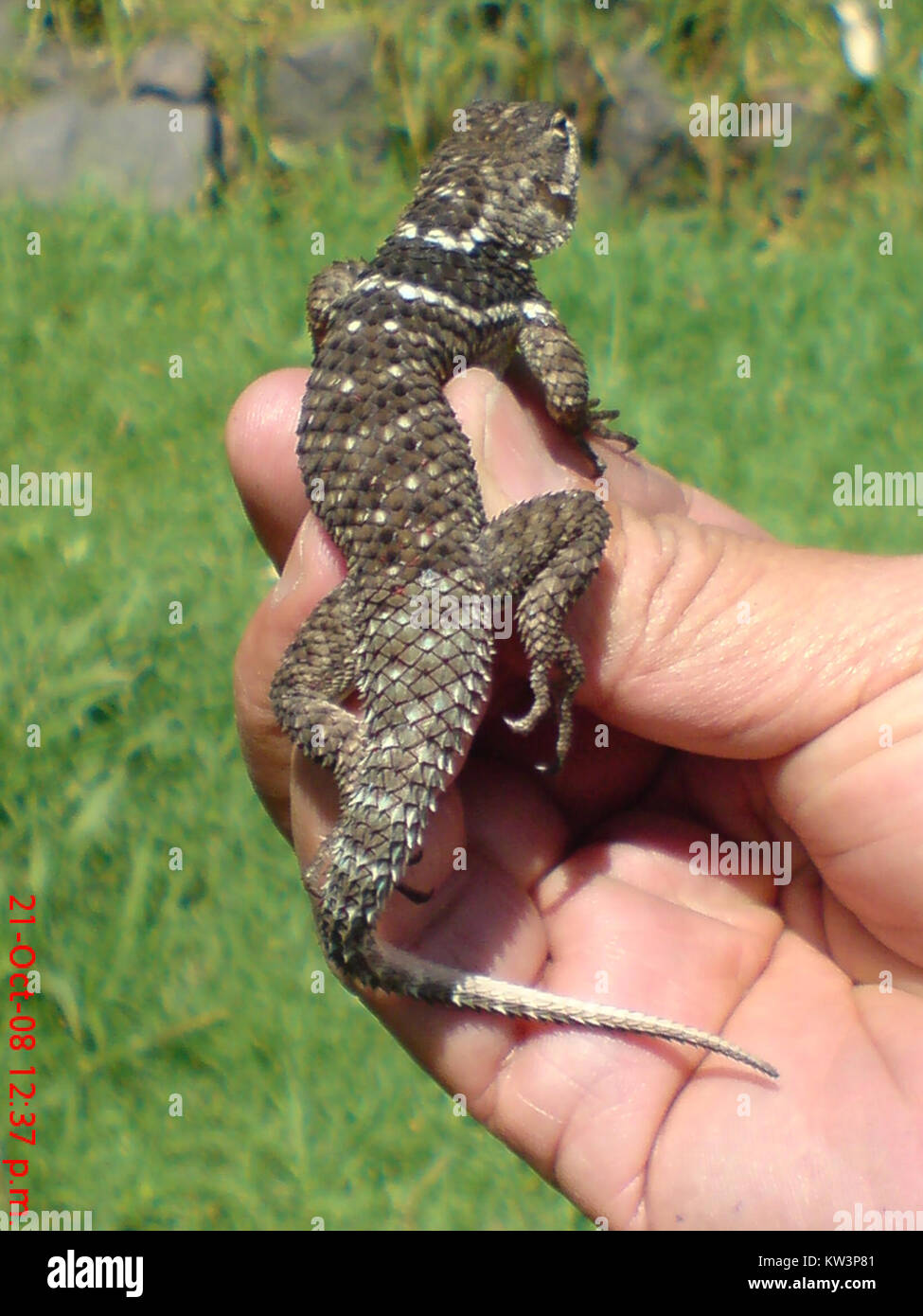The Lagartija de collar, or collar lizard, is a species native to North ...