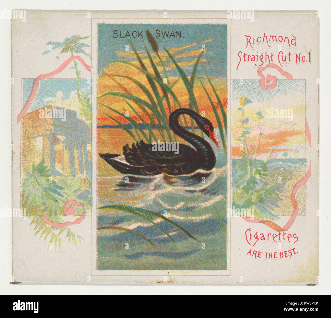 'Black Swan' is an image from the Birds of the Tropics series, issued ...