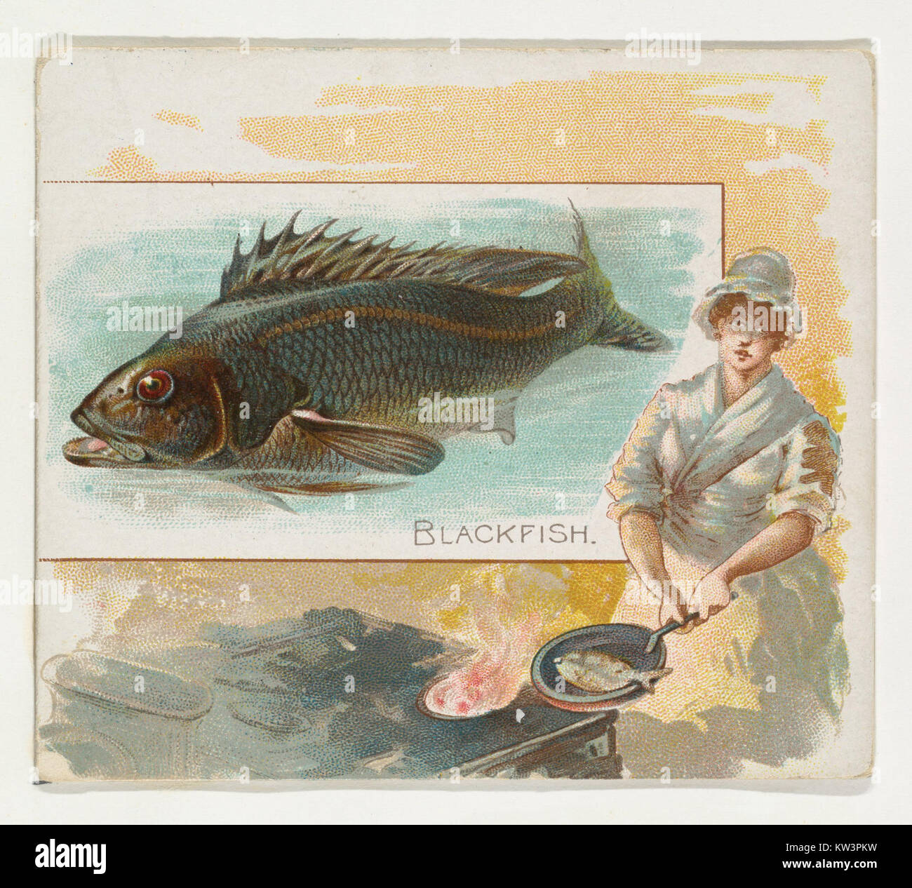 The *Blackfish* image from the *Fish from American Waters* series ...