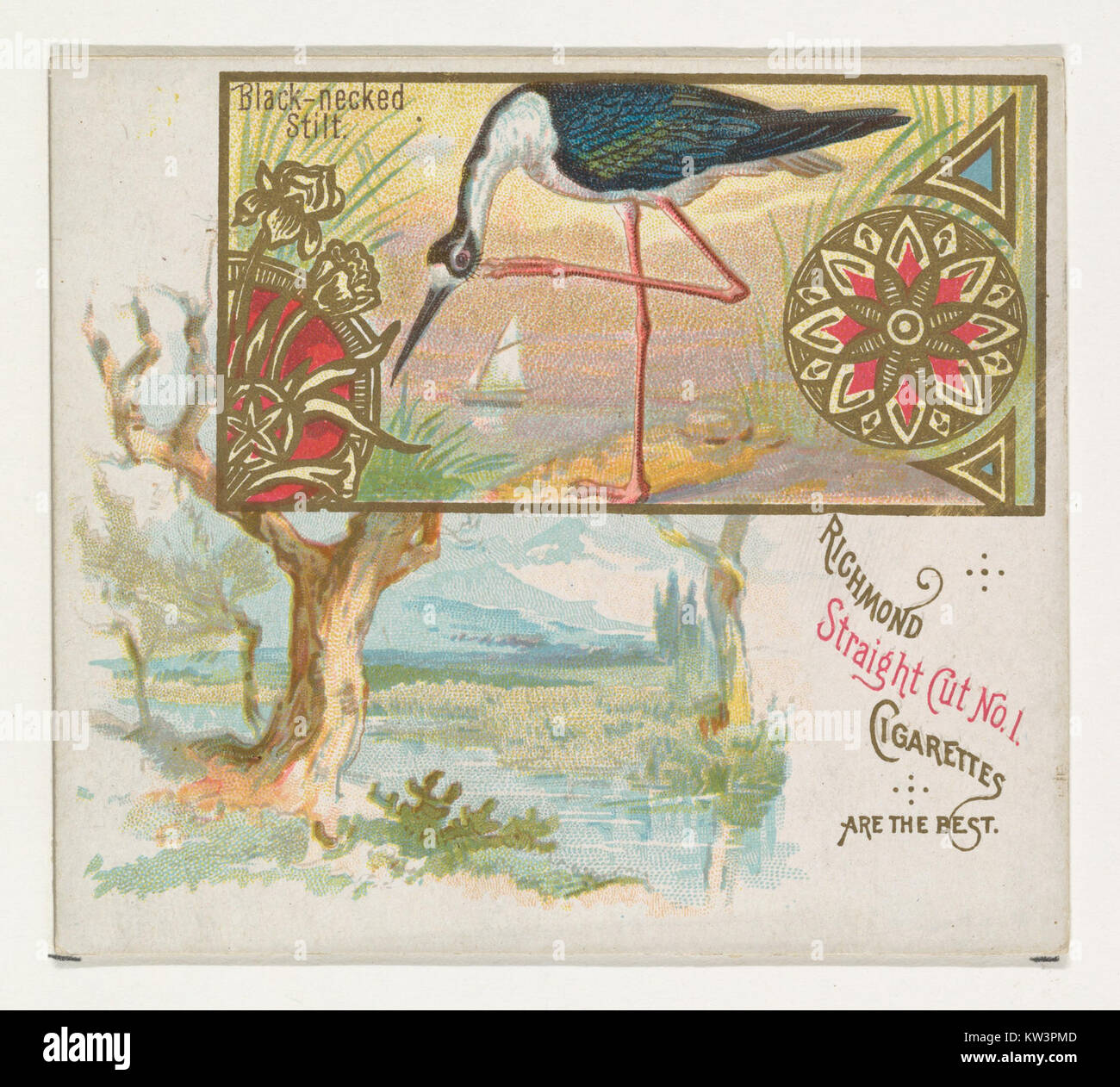 The Black-necked Stilt is a bird featured in the Game Birds series (N40 ...