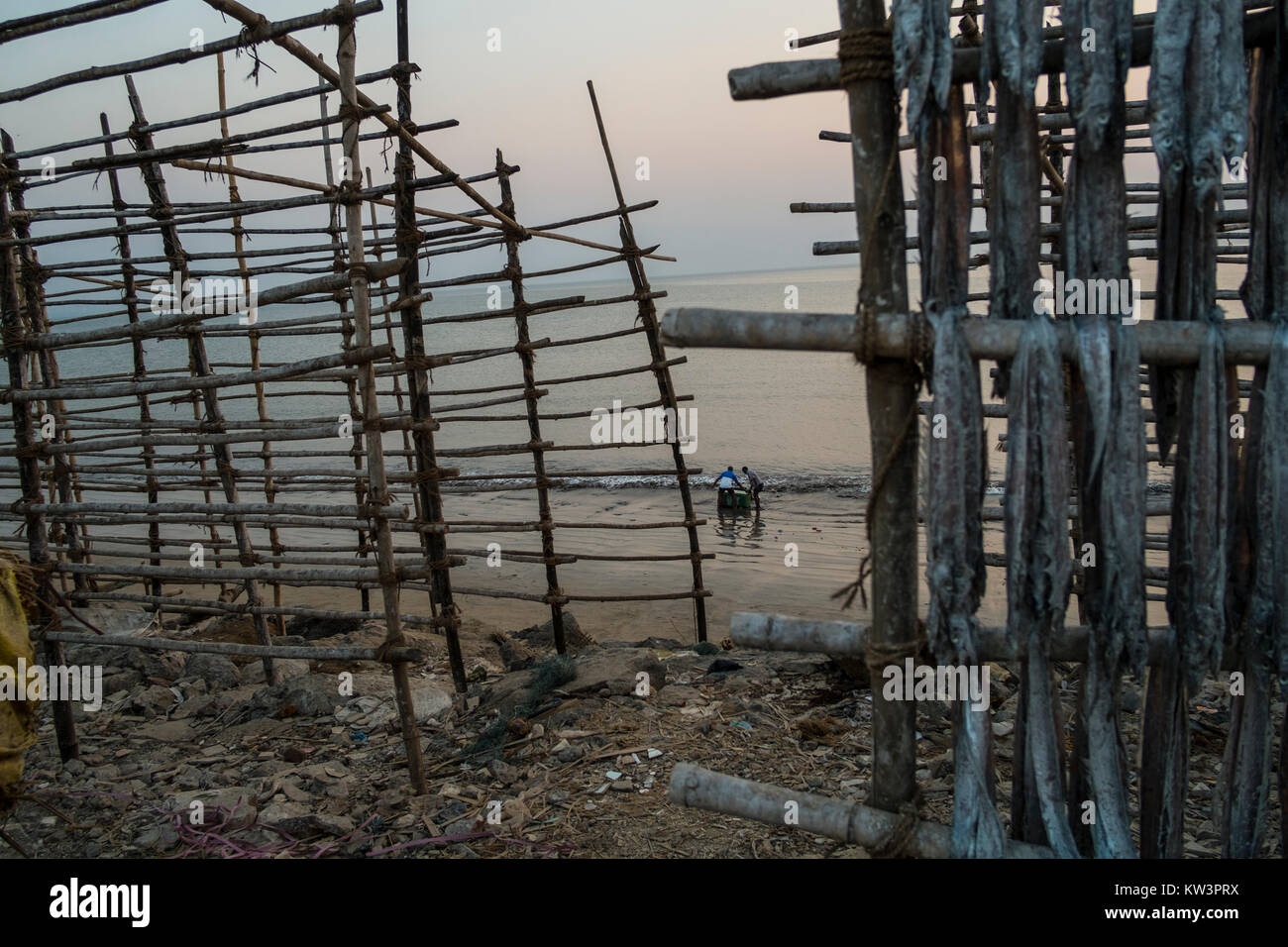 Fish drying on traditional Bamboo scaffolding as two men drag a trash ...