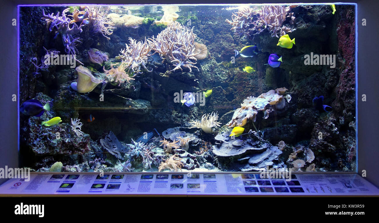 Biome 16 at the Naturhistorisches Museum in Braunschweig, Germany ...