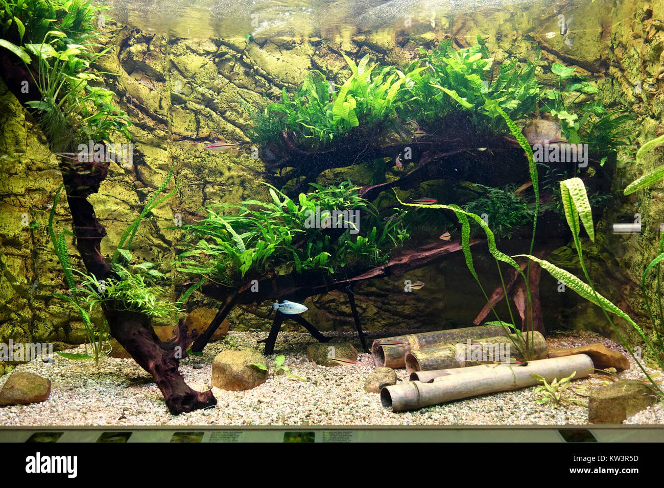 The Biome exhibit at the Natural History Museum in Braunschweig ...