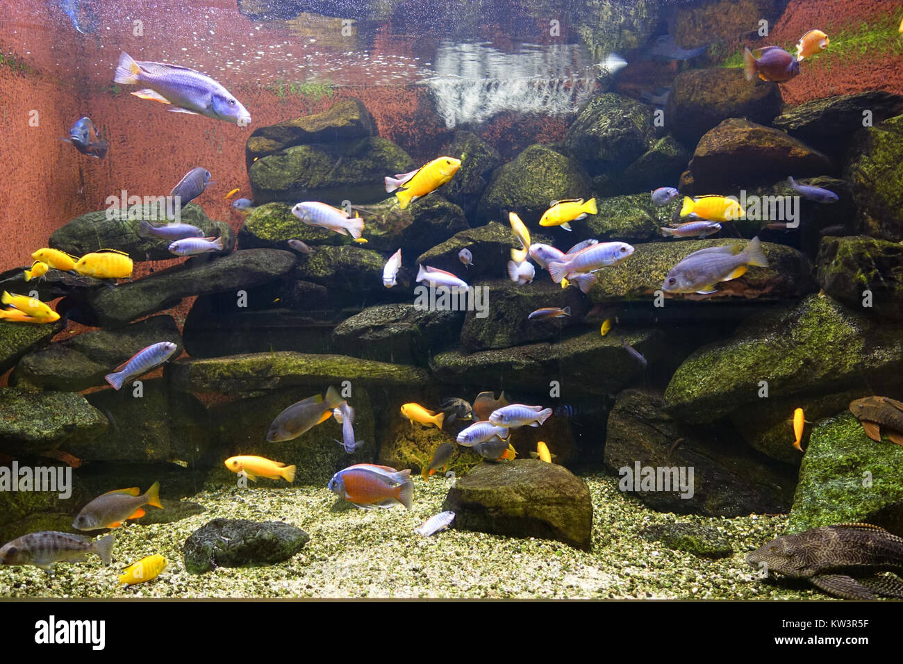 This image represents a biome display at the Naturhistorisches Museum ...