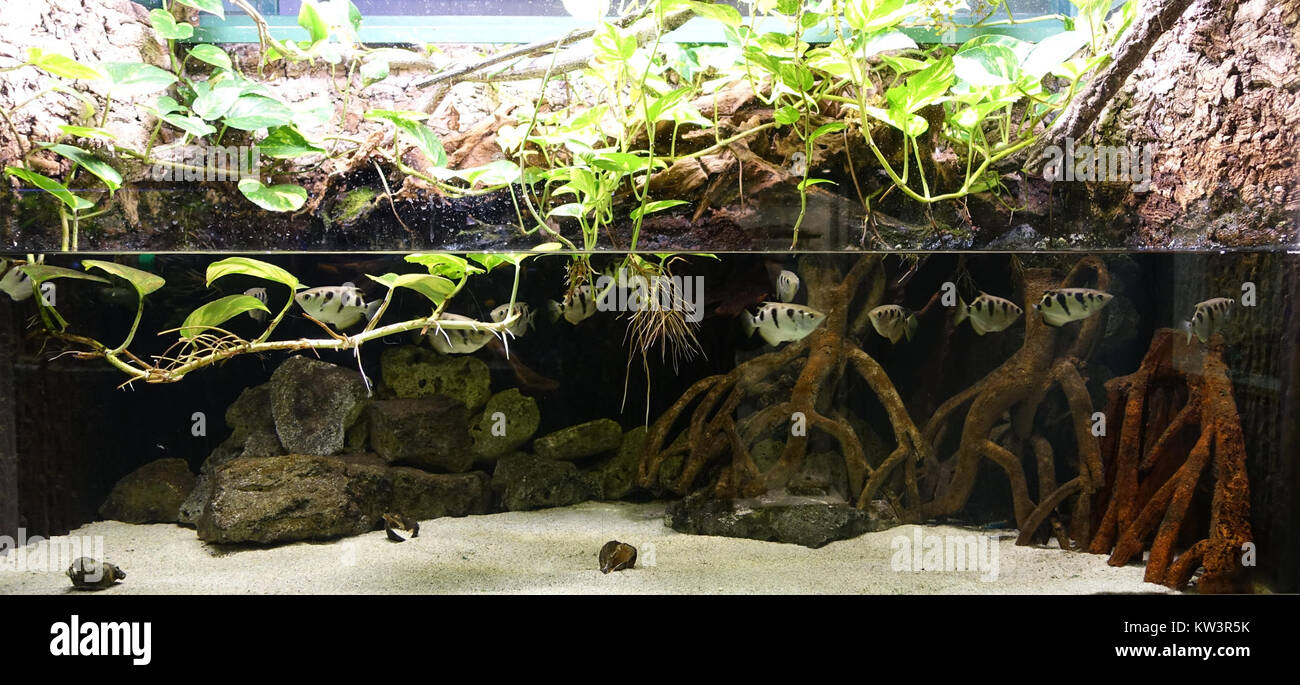 The Biome exhibit at the Naturhistorisches Museum in Braunschweig ...