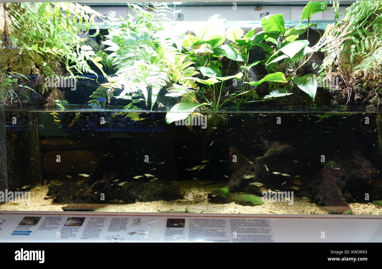 Biome 02 at the Naturhistorisches Museum in Braunschweig, Germany ...