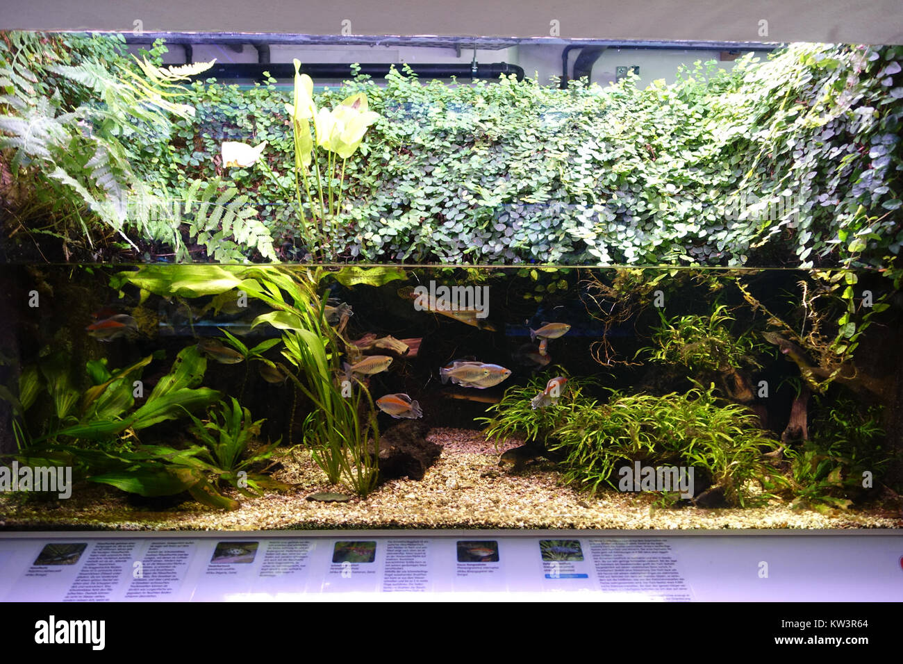 The Biome exhibit at the Naturhistorisches Museum in Braunschweig ...