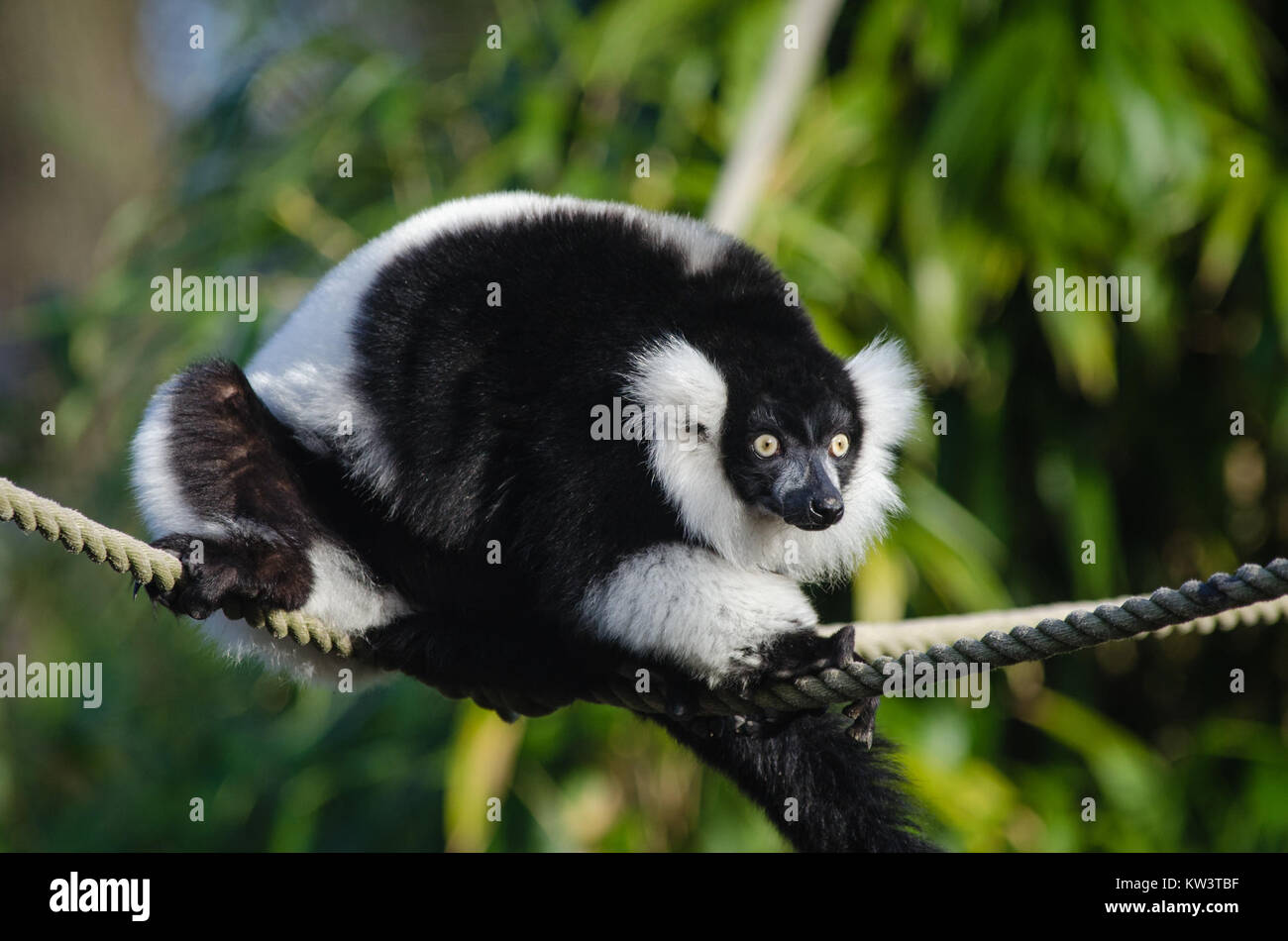 Lemur observation hi-res stock photography and images - Alamy