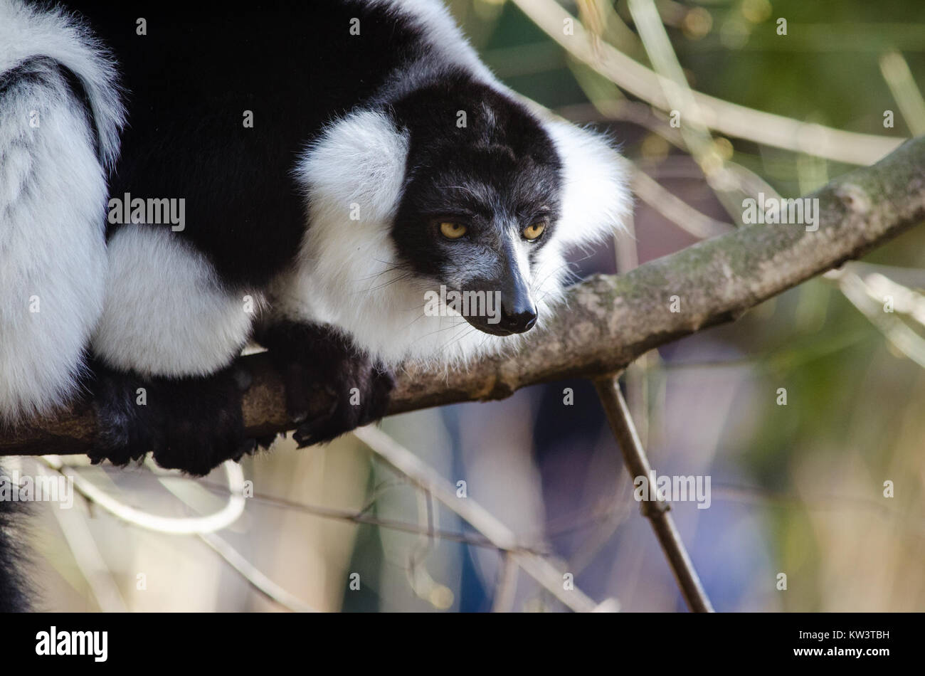 Primate Lifestyle Hi Res Stock Photography And Images Alamy