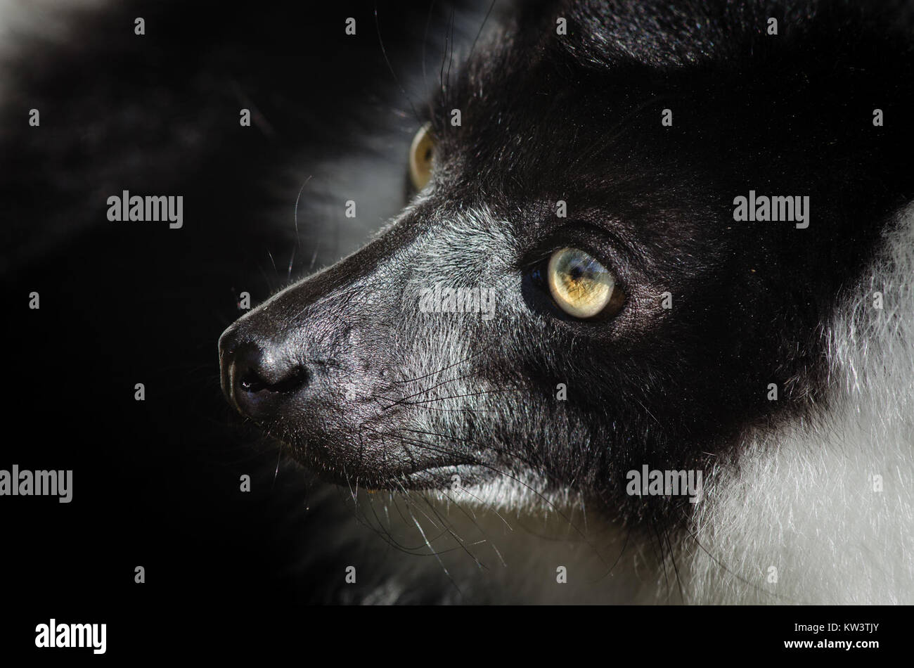 The Black and White Ruffed Lemur is an endangered species native to the ...