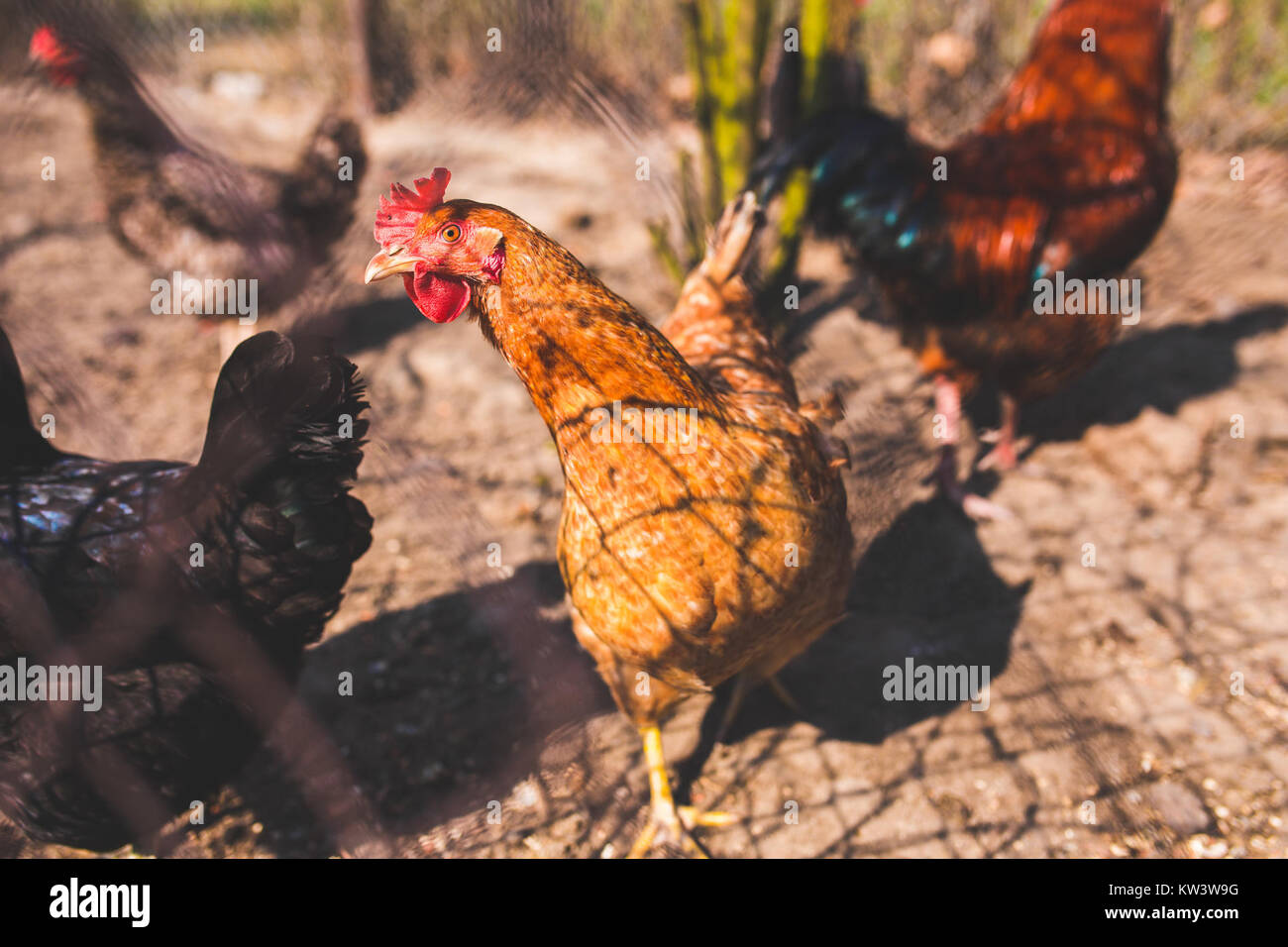 The image depicts a bird village in a rural countryside setting ...
