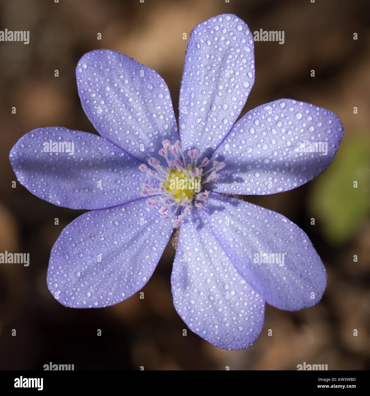 Blume stock photography hi-res stock photography and images - Alamy