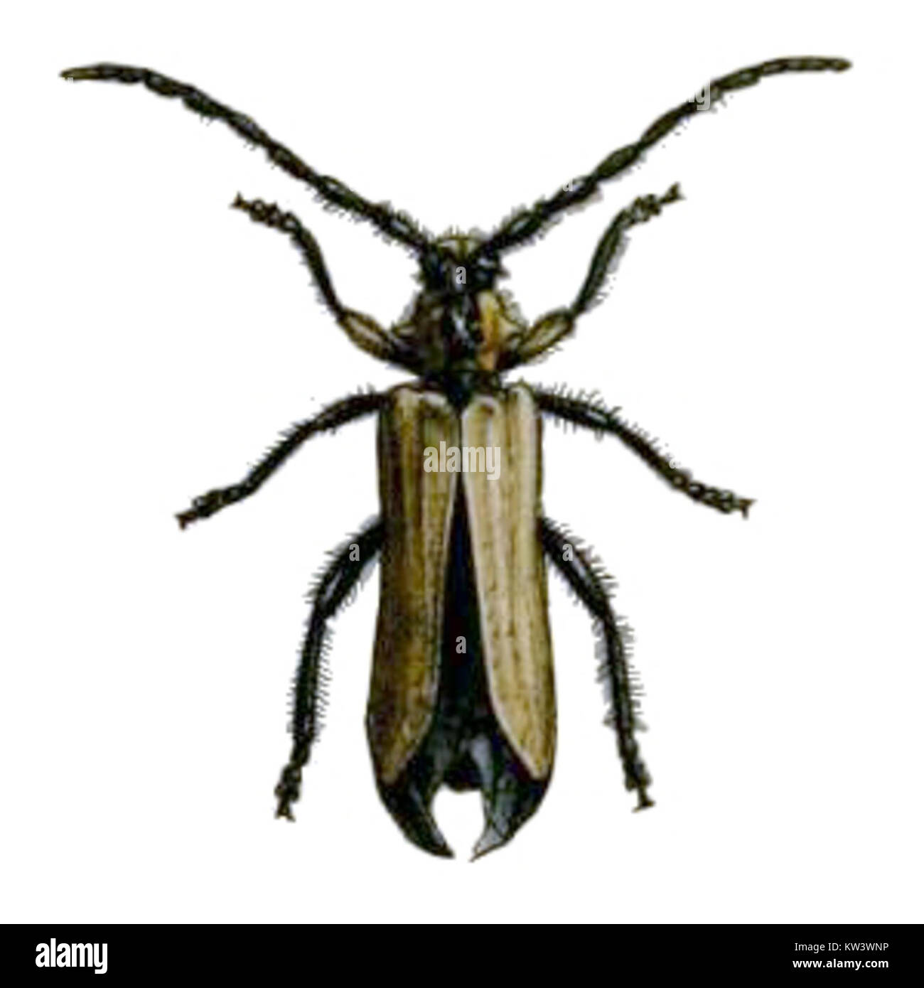 Bimia bicolor is a species of snake native to tropical regions. It is ...