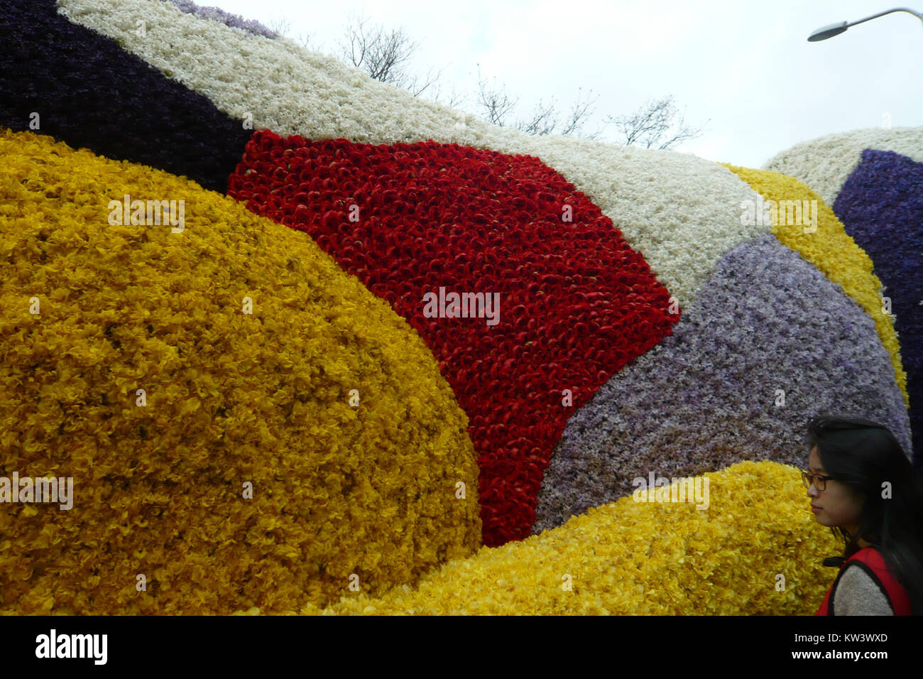 The Bloemencorso of Lisse, held in 2015, is a vibrant flower parade ...