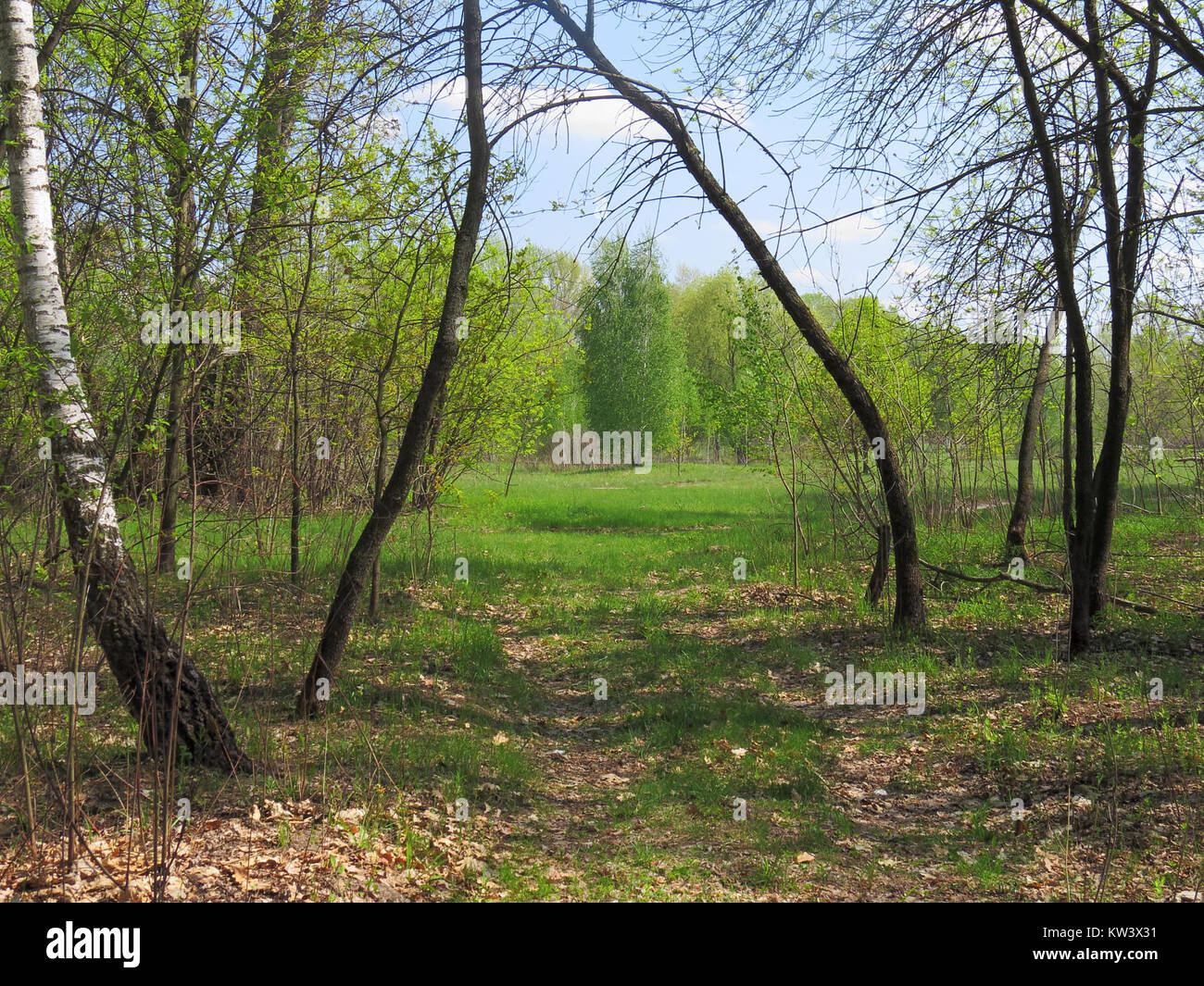 Bobrovnya Zakaznyk is a nature reserve located in Ukraine, known for ...