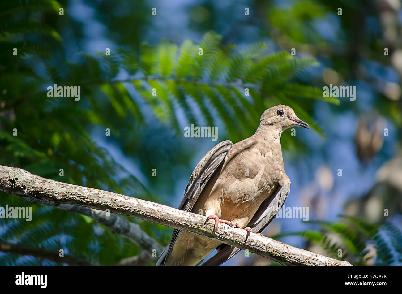 A bird is seen flying in the blue sky, capturing a moment of wildlife ...