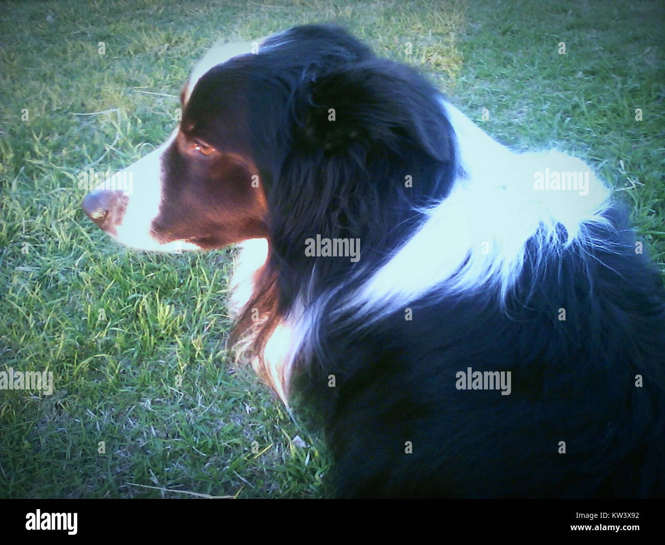 The Border Collie is a highly intelligent and energetic breed of dog ...