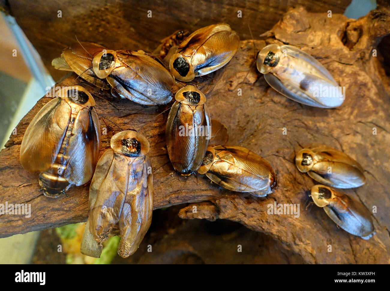 Blaberus species are large cockroaches, known for their size and ...