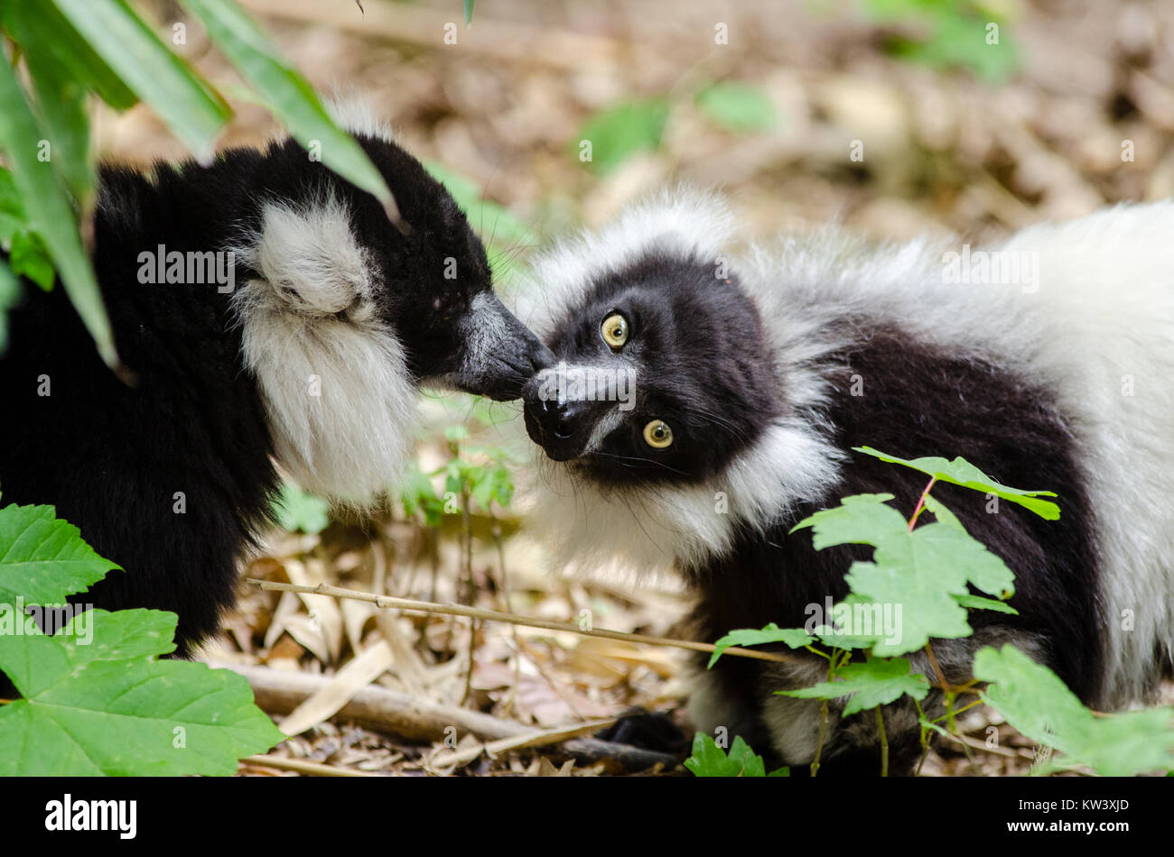 The Black and White Ruffed Lemur, a critically endangered species ...