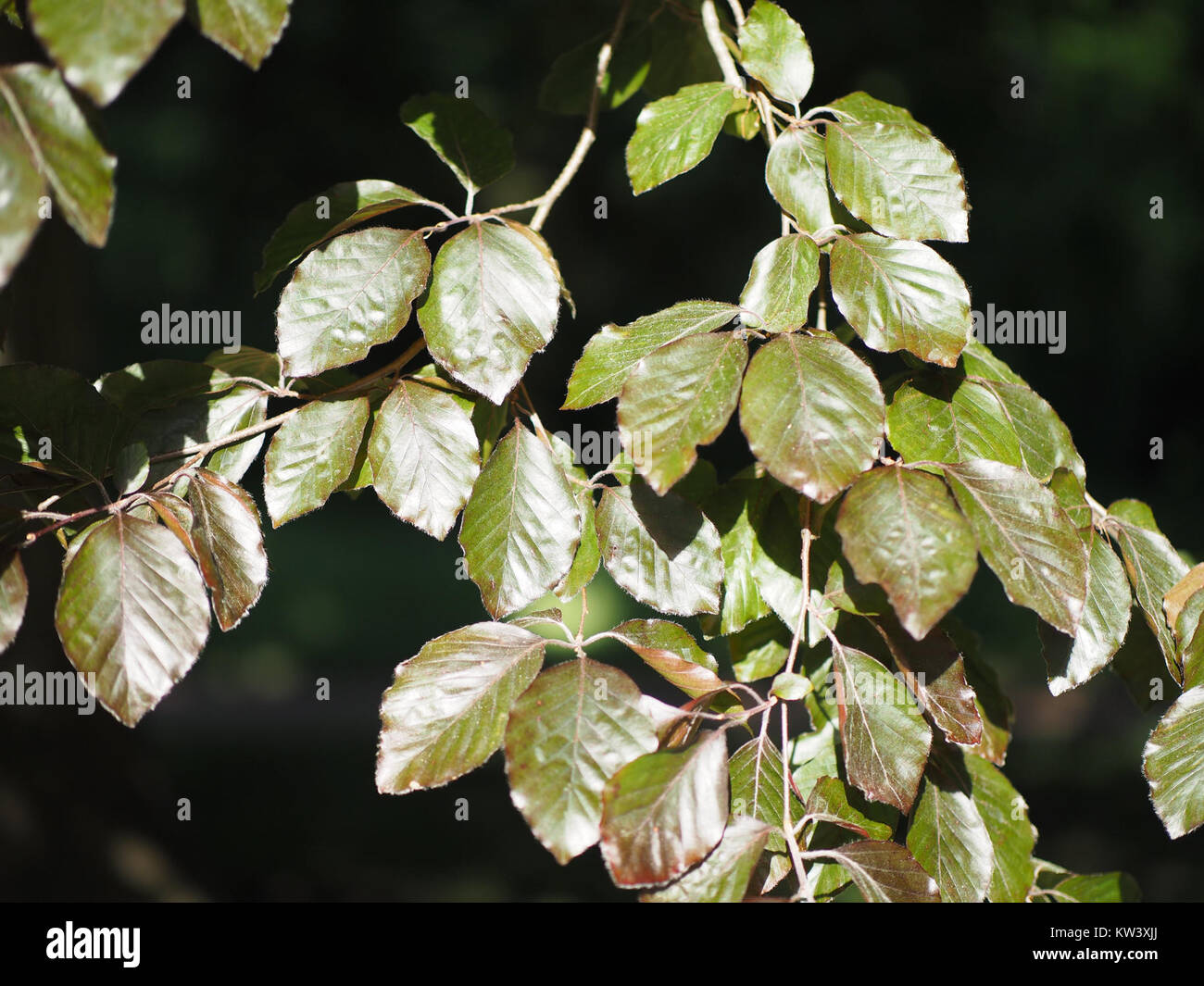 This image shows the leaves of a blood beech tree (Blutbuche) in the ...