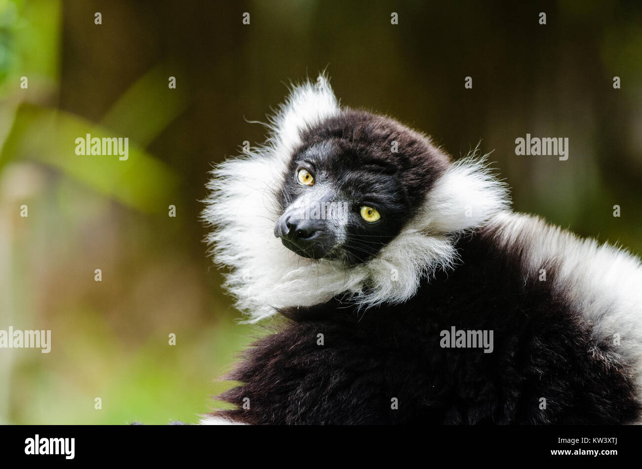 A Black and White Ruffed Lemur (Varecia variegata) native to Madagascar ...