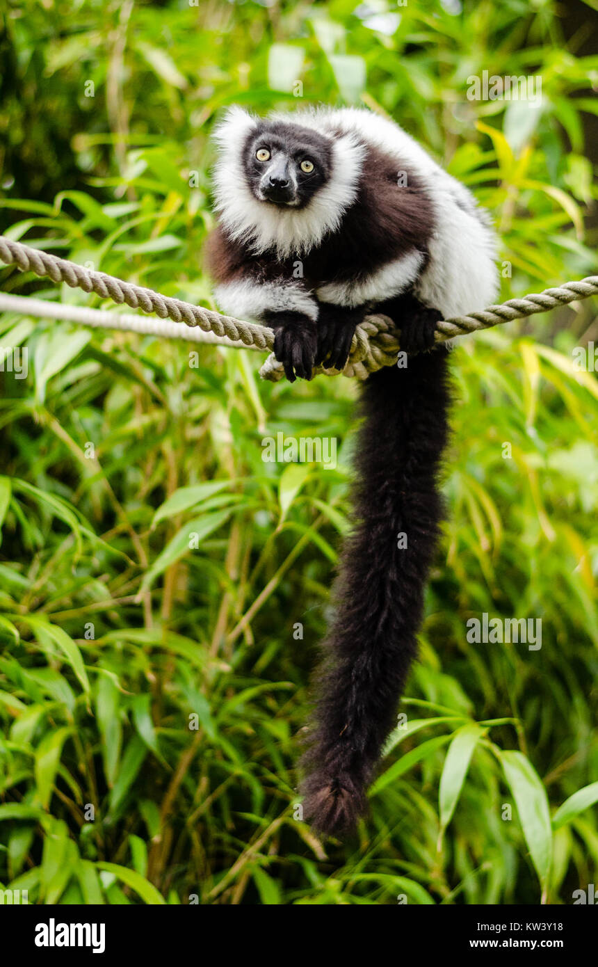 The black and white ruffed lemur is a critically endangered primate ...