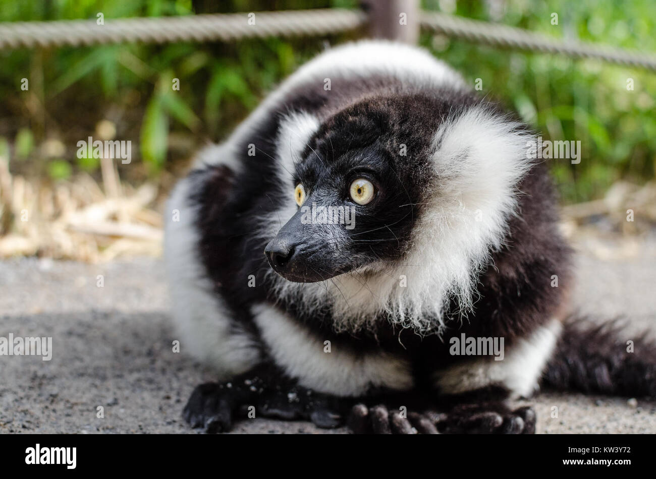 The Black-and-white ruffed lemur, native to Madagascar, is a critically ...