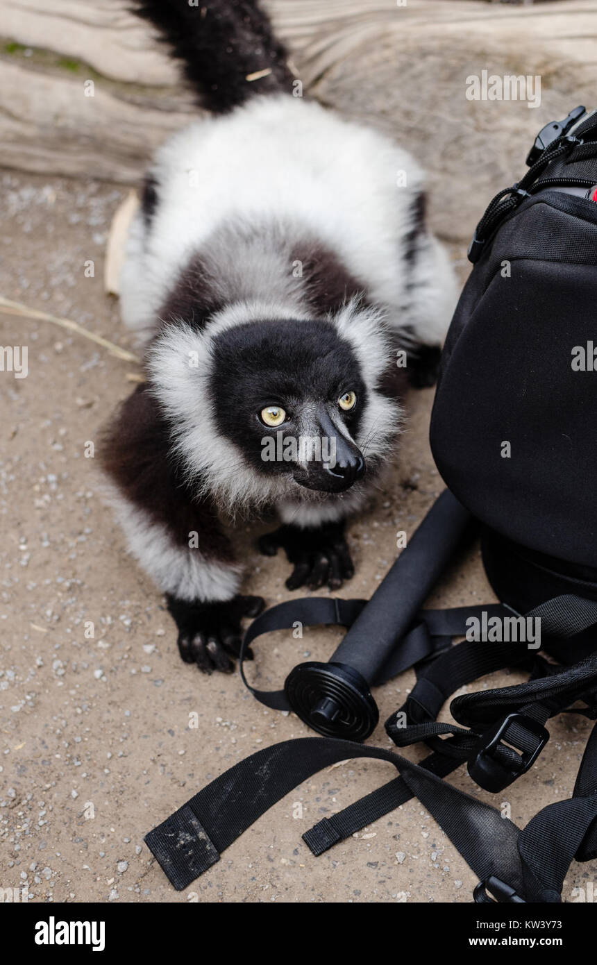 The black-and-white ruffed lemur, a critically endangered species, is ...