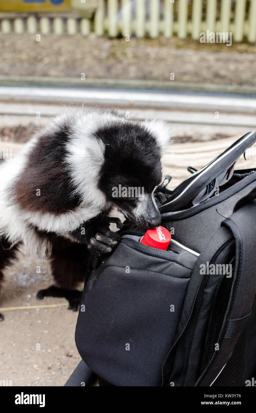The Black and White Ruffed Lemur is a critically endangered species ...
