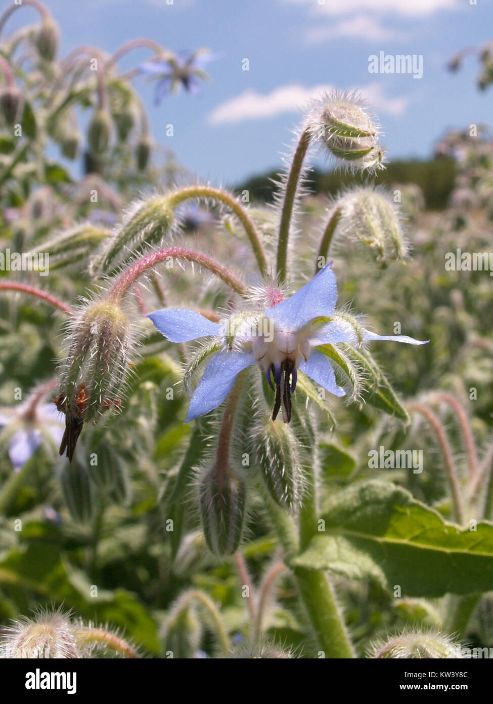 The image shows Borago officinalis, commonly known as borage, a ...