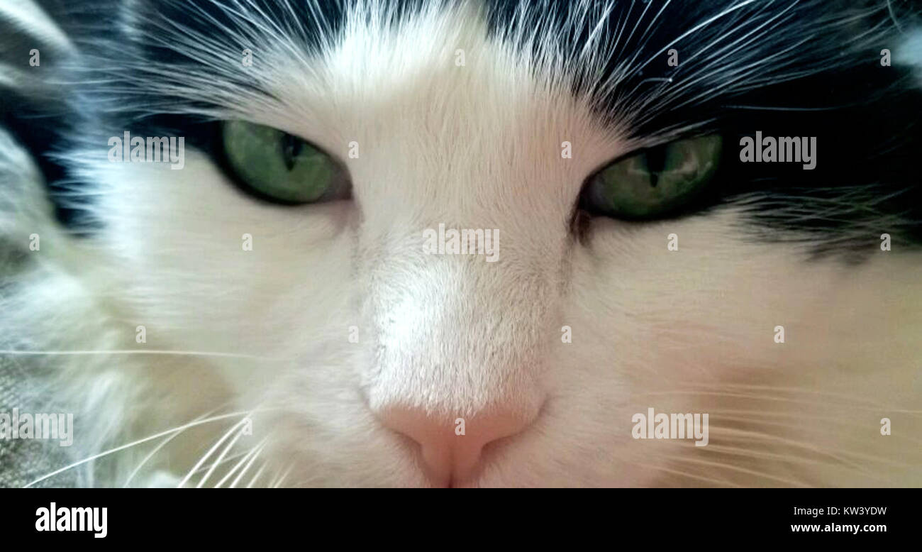 A close-up image of a black-and-white cat, specifically focusing on its ...