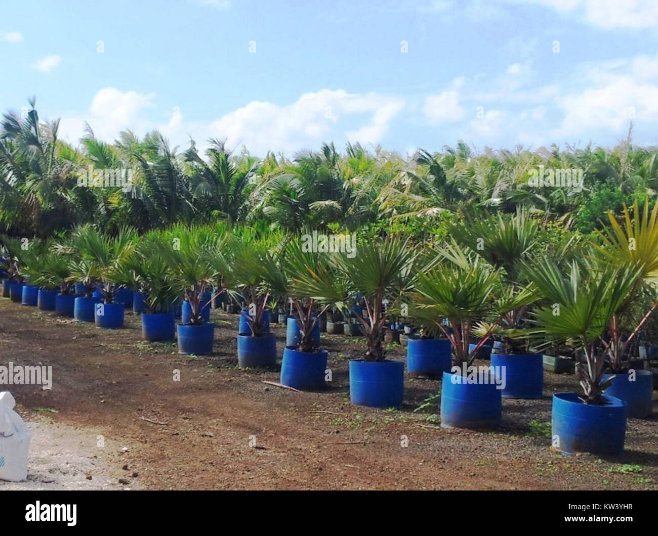 Blue Lataniers, a species of palm, are cultivated at Endemika Nursery ...
