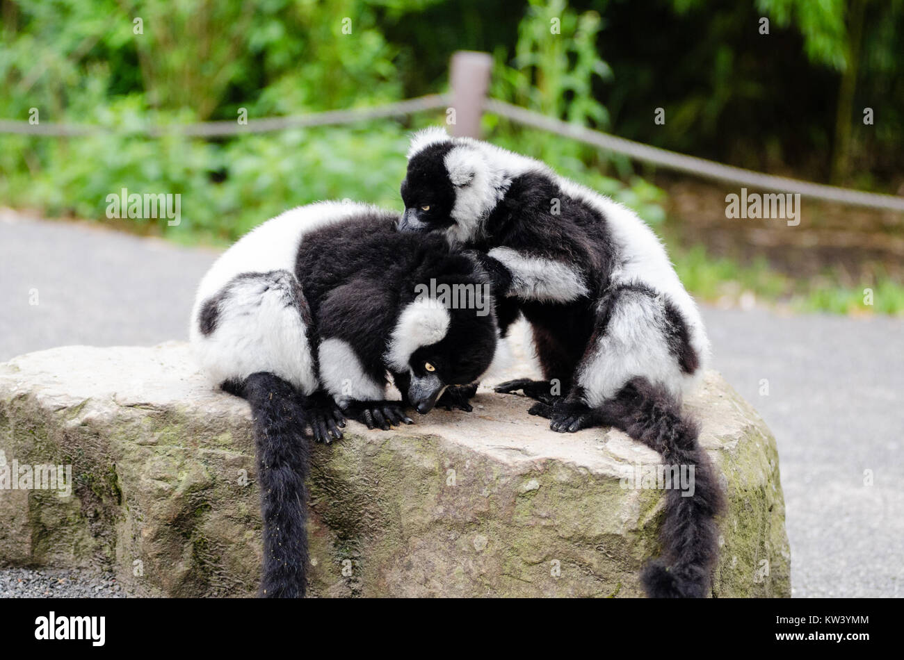 A black and white ruffed lemur, a species native to Madagascar, known ...