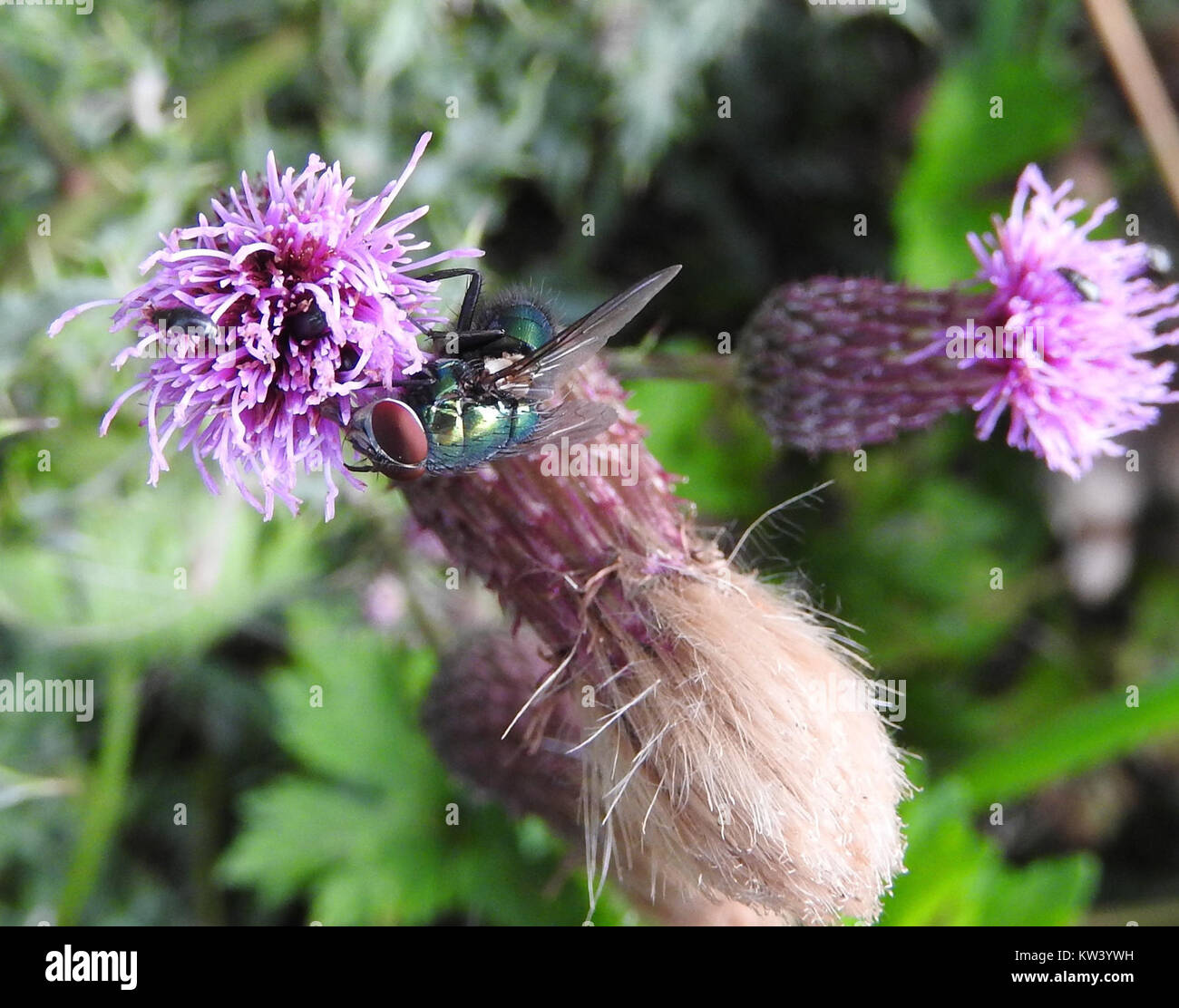 The blow fly (Calliphoridae family) is an insect known for its metallic ...