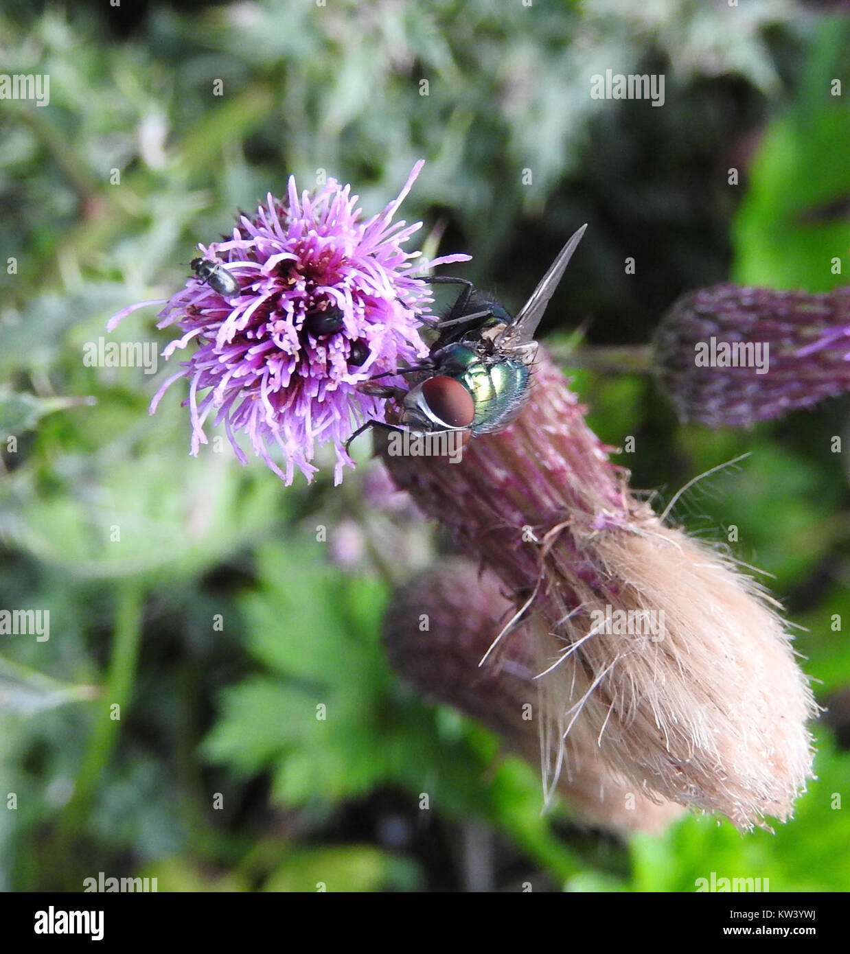 The blow fly, identified in this image, is a common species known for ...