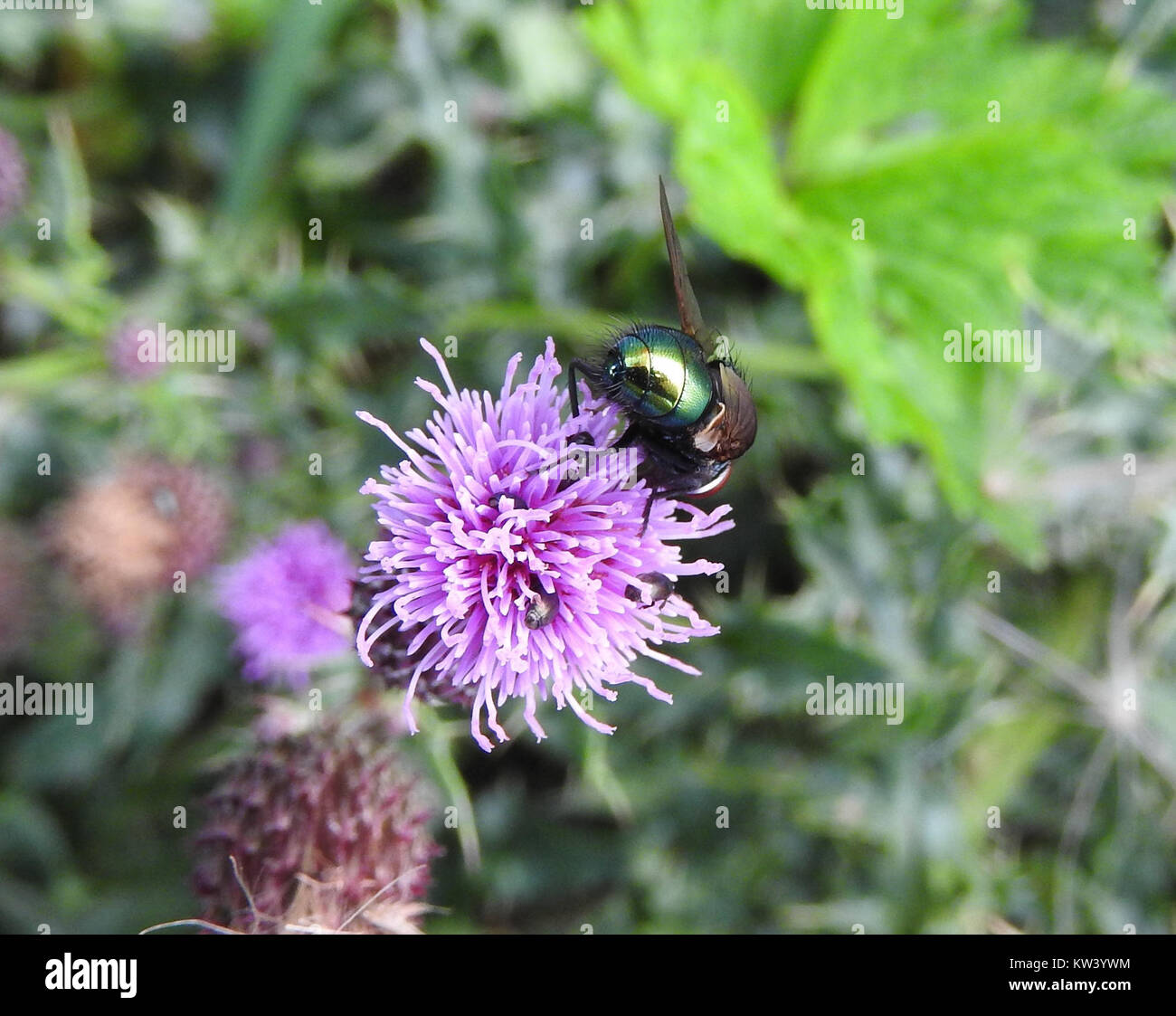 This image shows a blow fly, an important insect species known for its ...