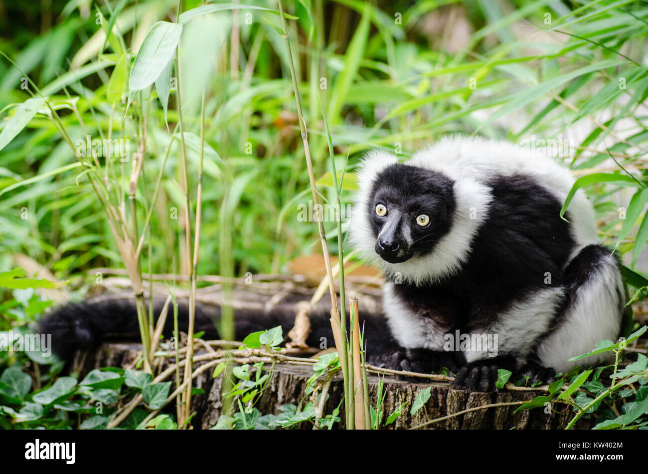 The black and white ruffed lemur is a primate species native to ...