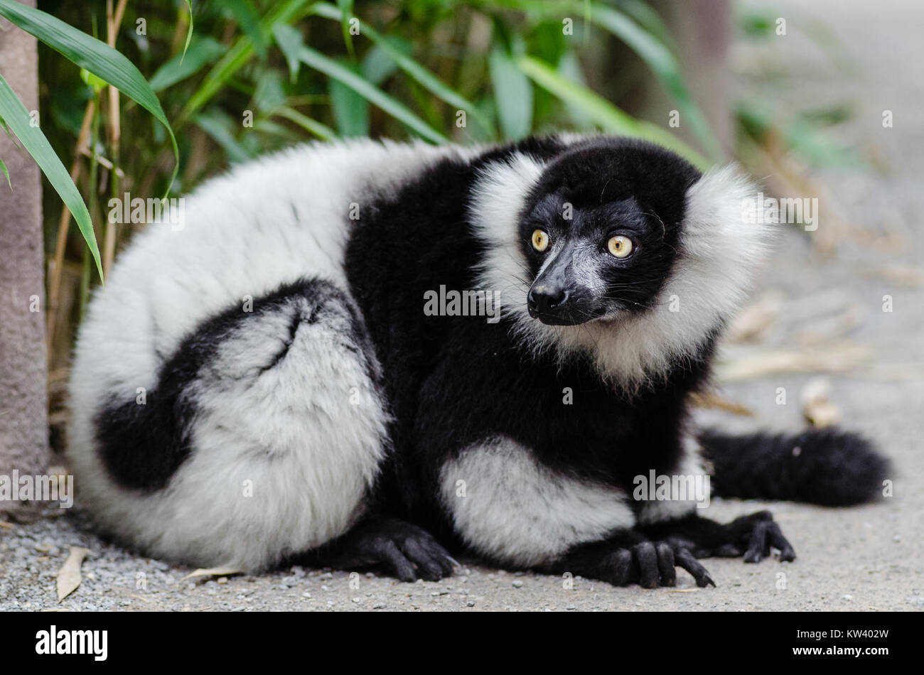 The black and white ruffed lemur is a critically endangered species ...