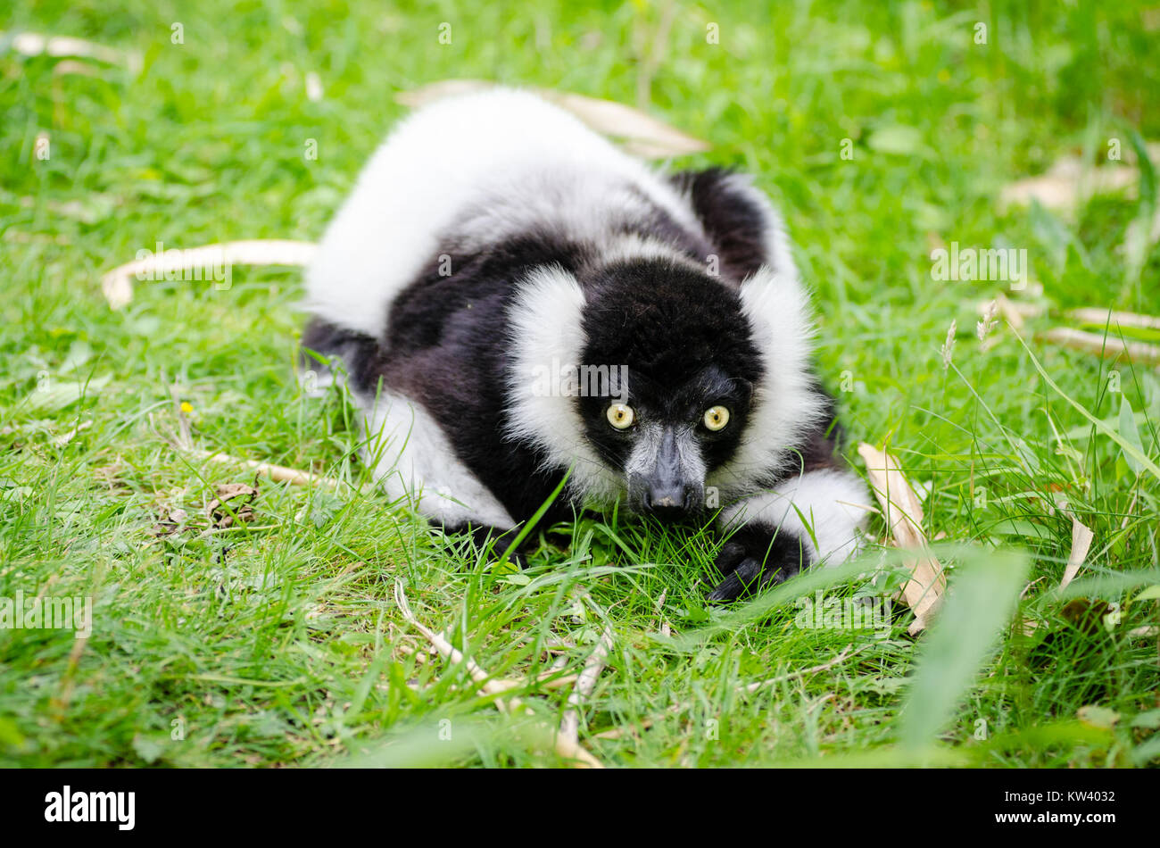 The Black and White Ruffed Lemur, a critically endangered species ...