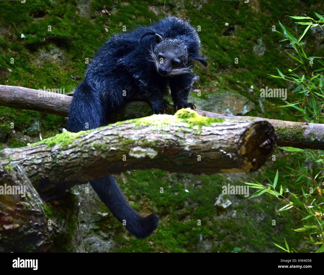 The Binturong, also known as the bearcat, is a nocturnal mammal native ...