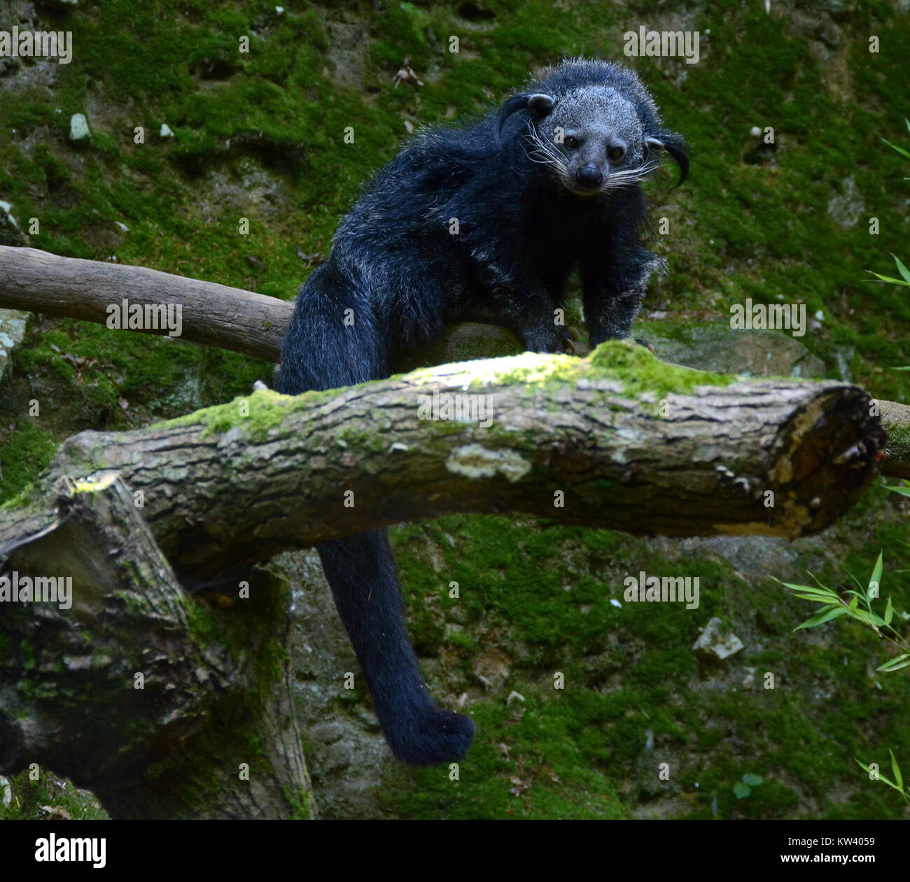 The Binturong, also known as the bearcat, is a mammal native to ...