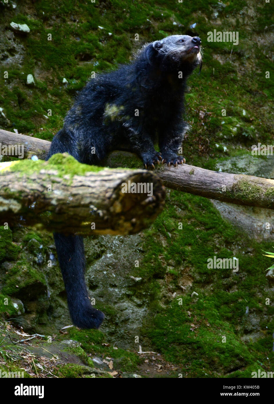 A Binturong, also known as a bearcat, photographed at Pont-Scorff Zoo ...