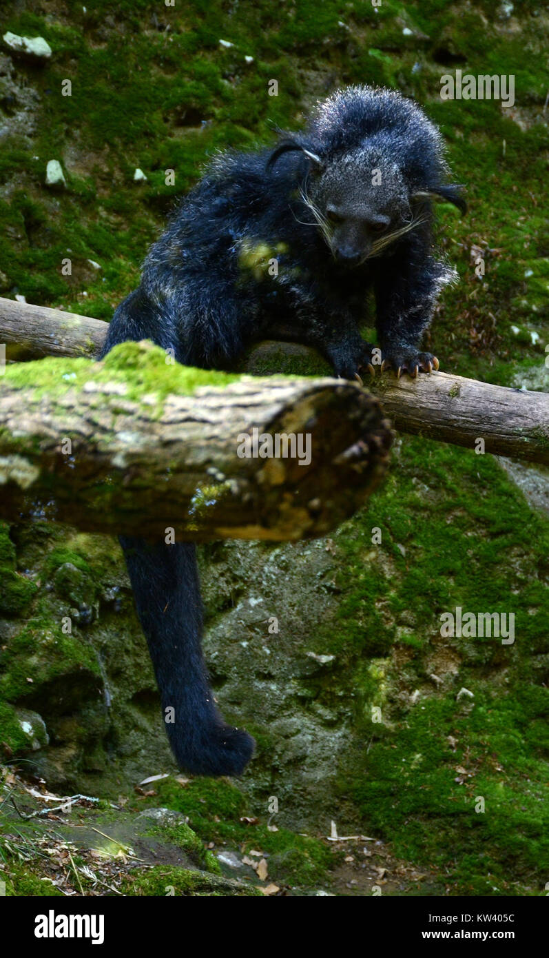 The Binturong at the Pont Scorff Zoo in France is a unique animal known ...