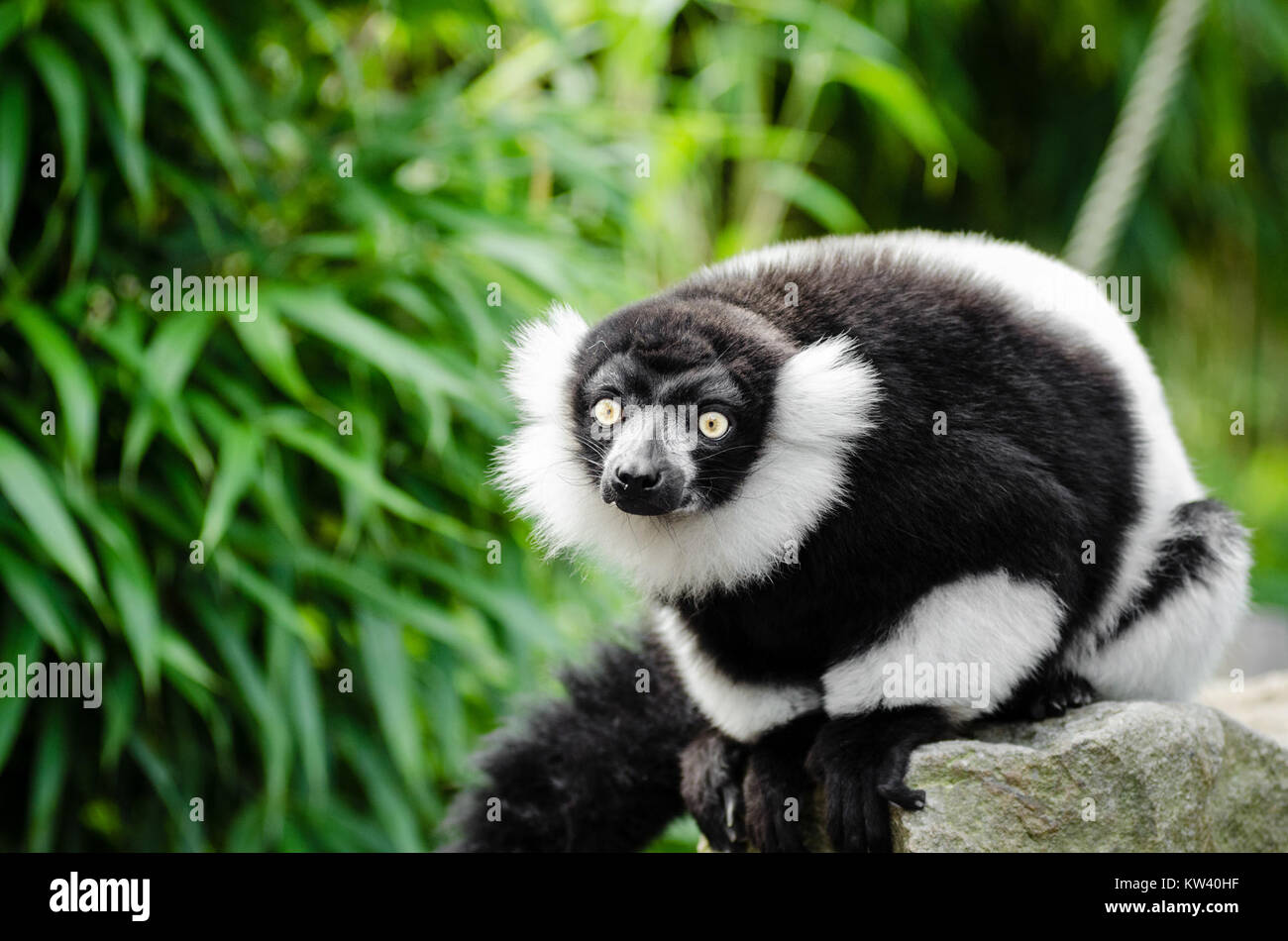 The Black and White Ruffed Lemur, native to Madagascar, is an ...