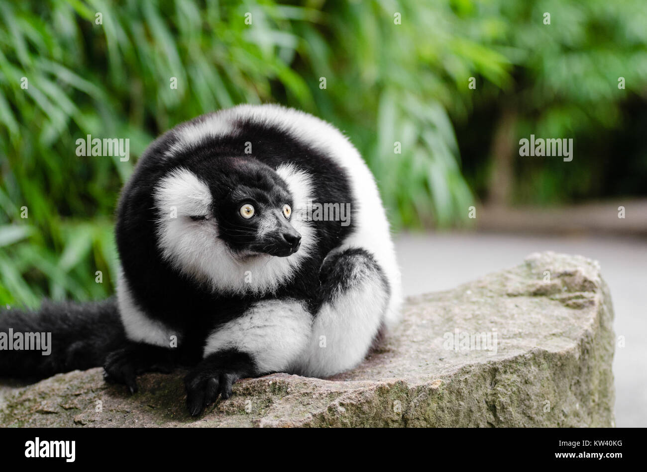 The Black and white Ruffed Lemur is an endangered species native to ...
